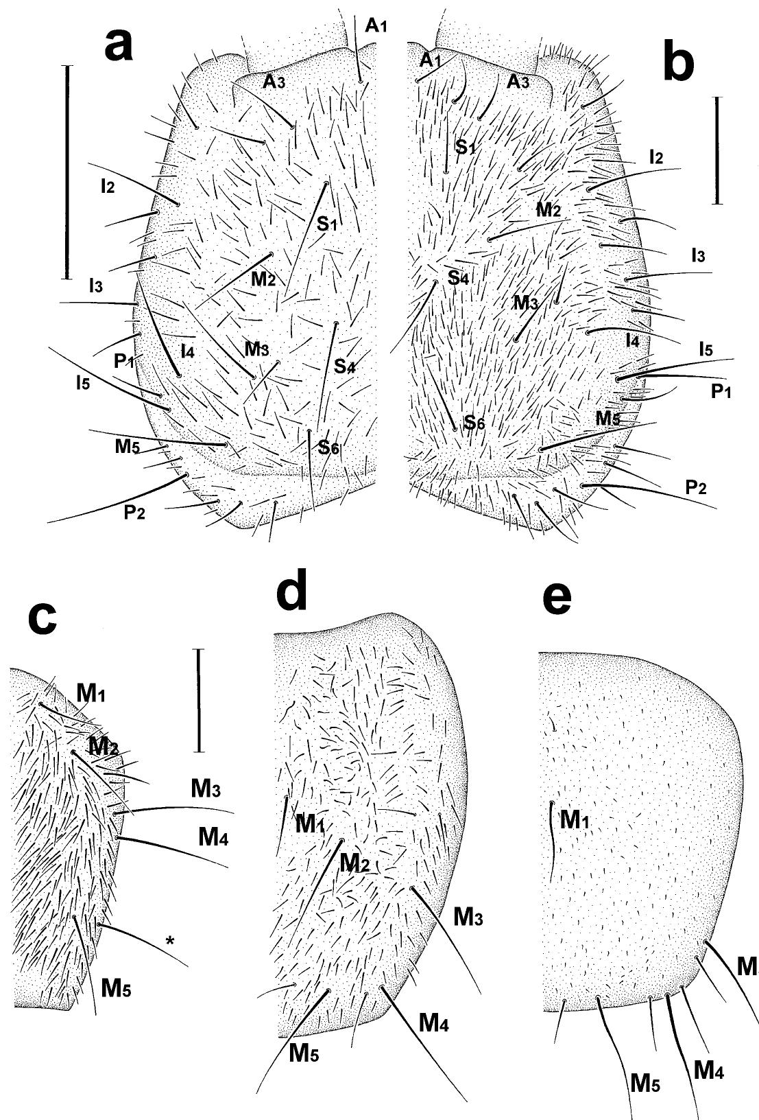 (PDF) Gollumjapyx smeagol gen. n., sp. n., an enigmatic hypogean ...