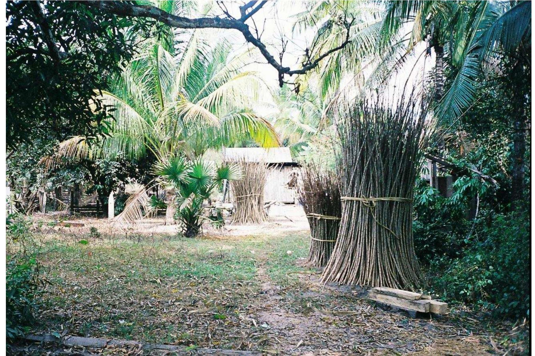 -4: cassava ready for planting in bey, 2008 (photograph: