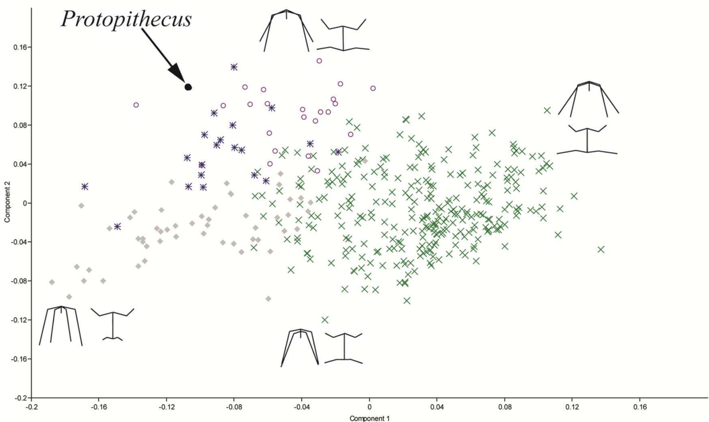 Figure 37 - Paleobiology of Protopithecus brasiliensis, a