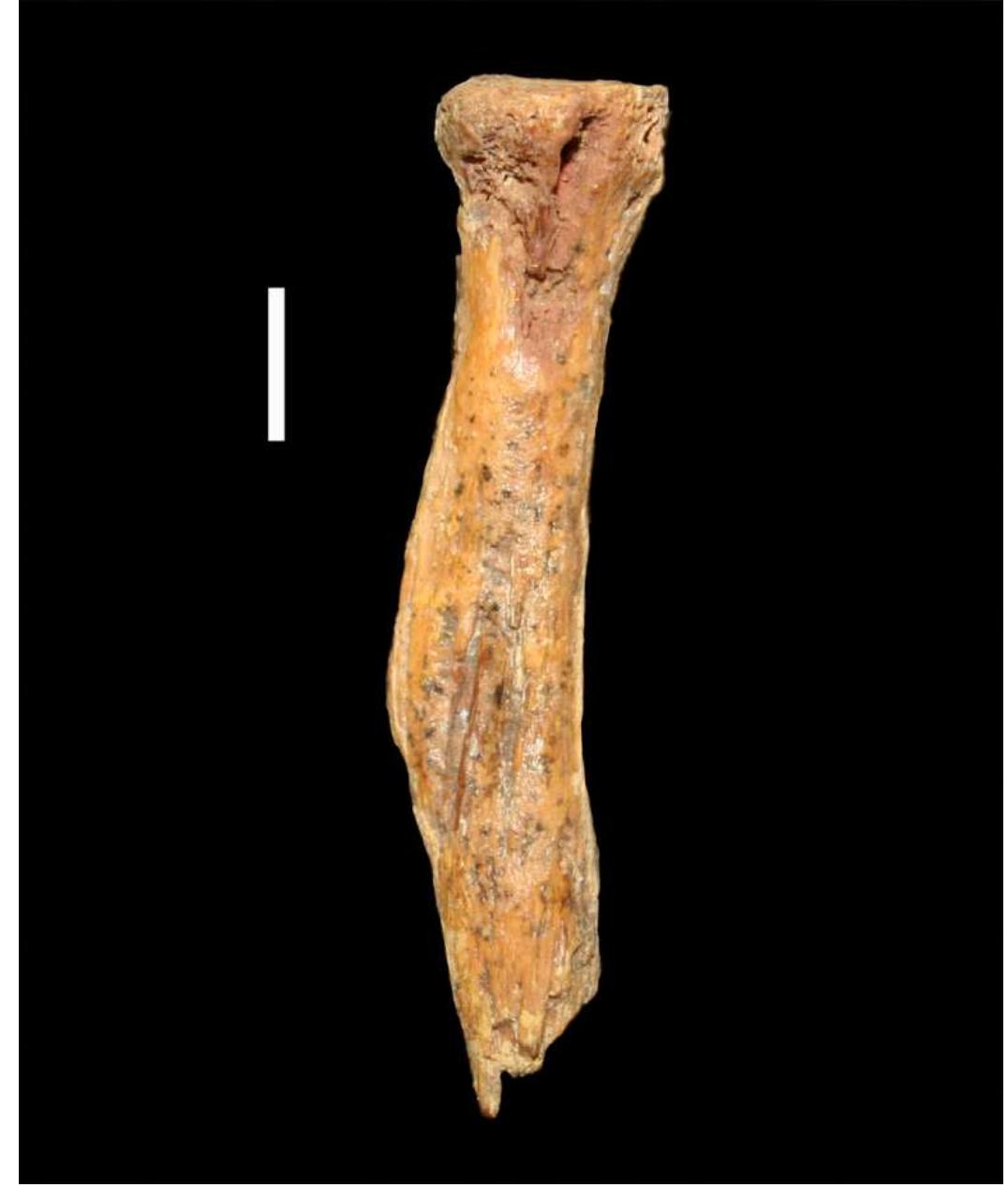 Figure 40 - Paleobiology of Protopithecus brasiliensis, a