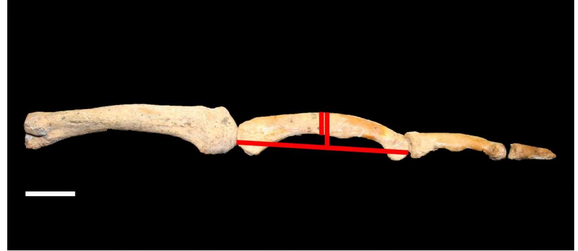 Figure 42 - Paleobiology of Protopithecus brasiliensis, a