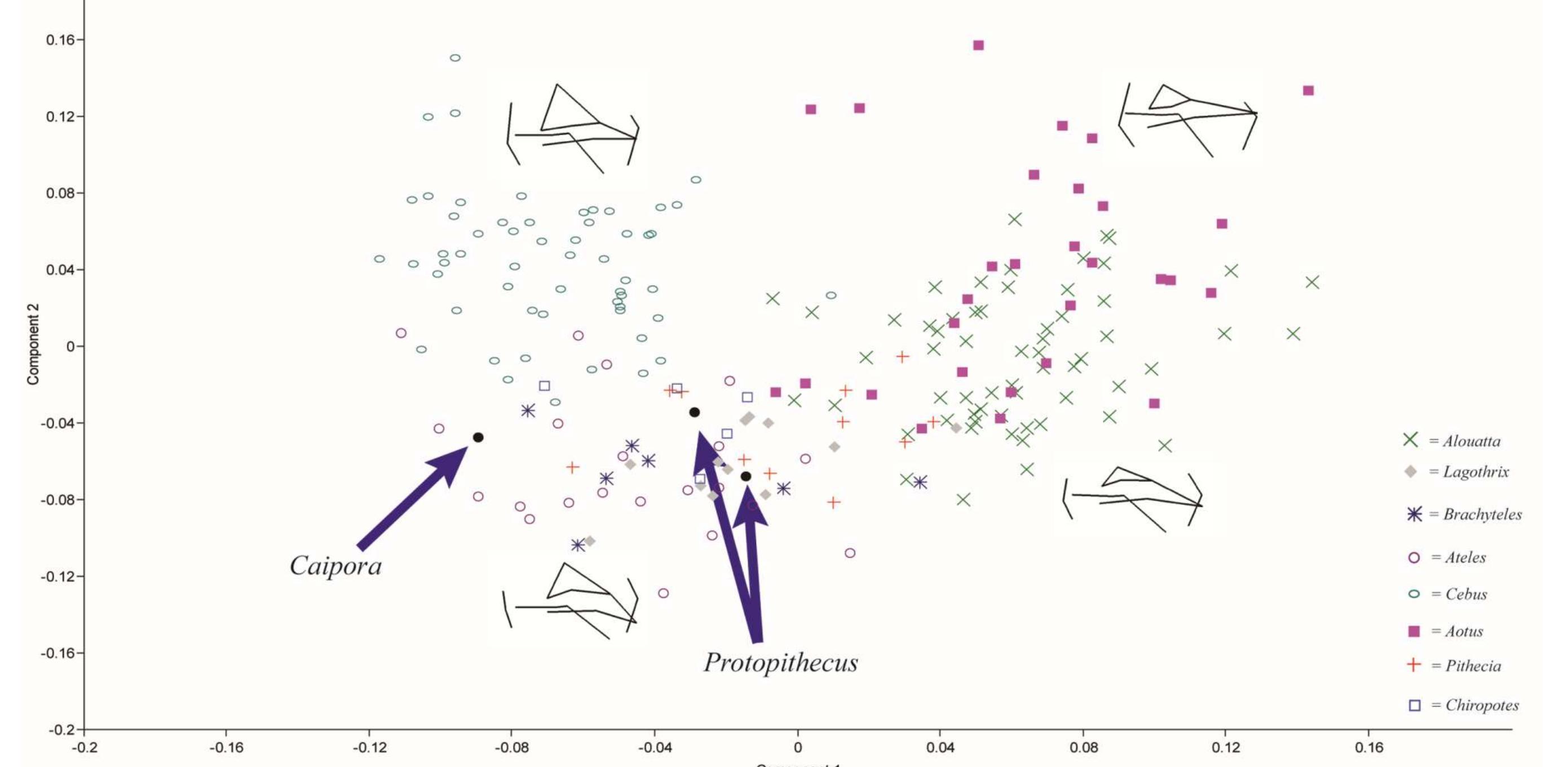 Figure 50 - Paleobiology of Protopithecus brasiliensis, a