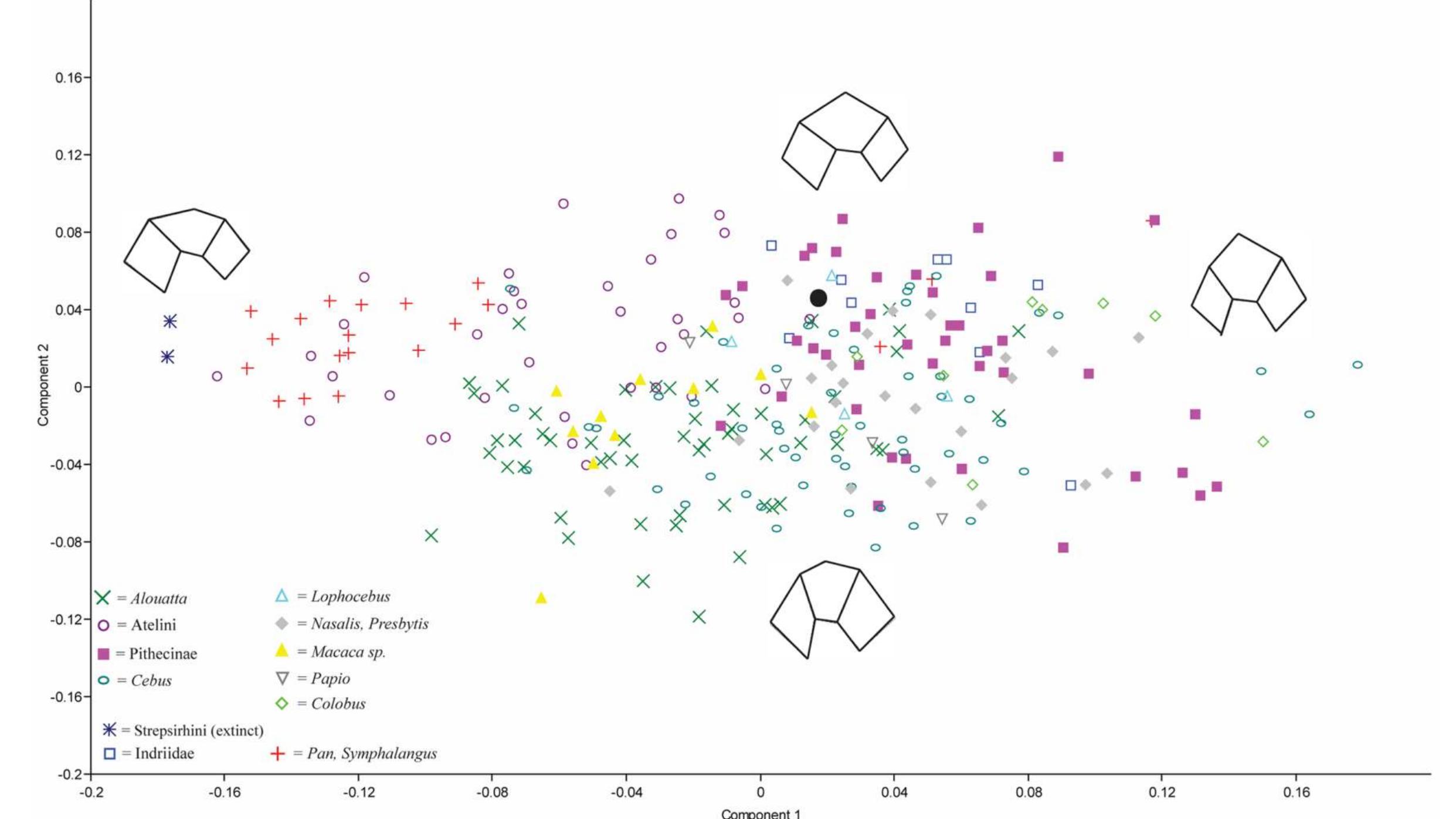Figure 67 - Paleobiology of Protopithecus brasiliensis, a