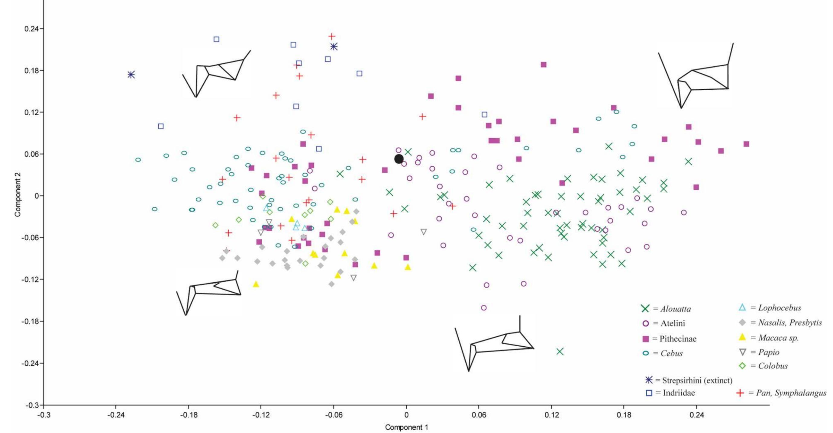 Figure 70 - Paleobiology of Protopithecus brasiliensis, a