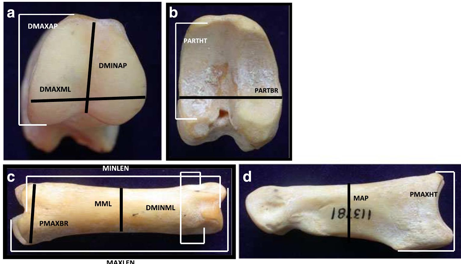 Figure 1 - from Evolutionary Divergence and Convergence in