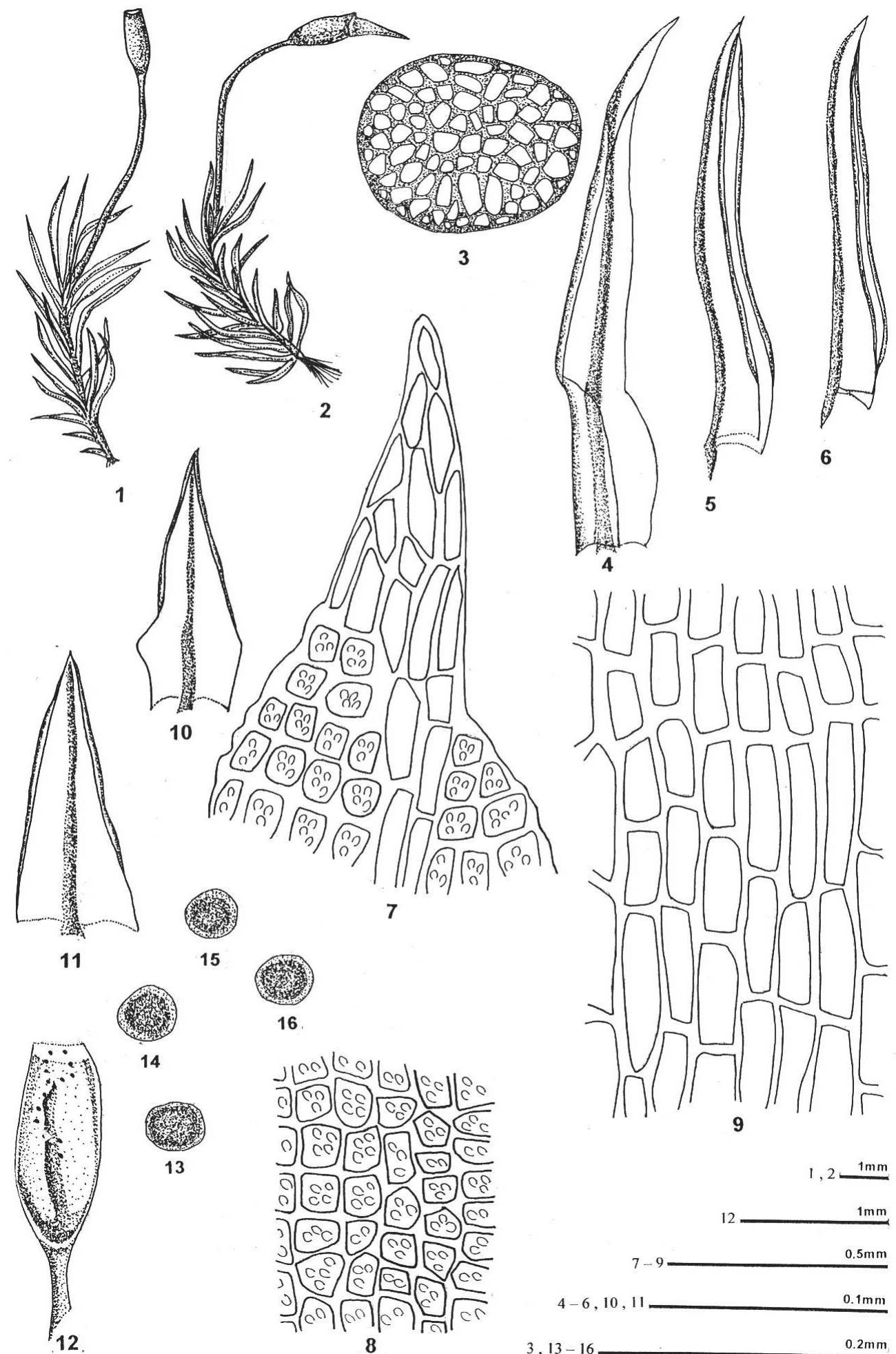 Figure 7 - from An overview of family Pottiaceae (Bryopsida)