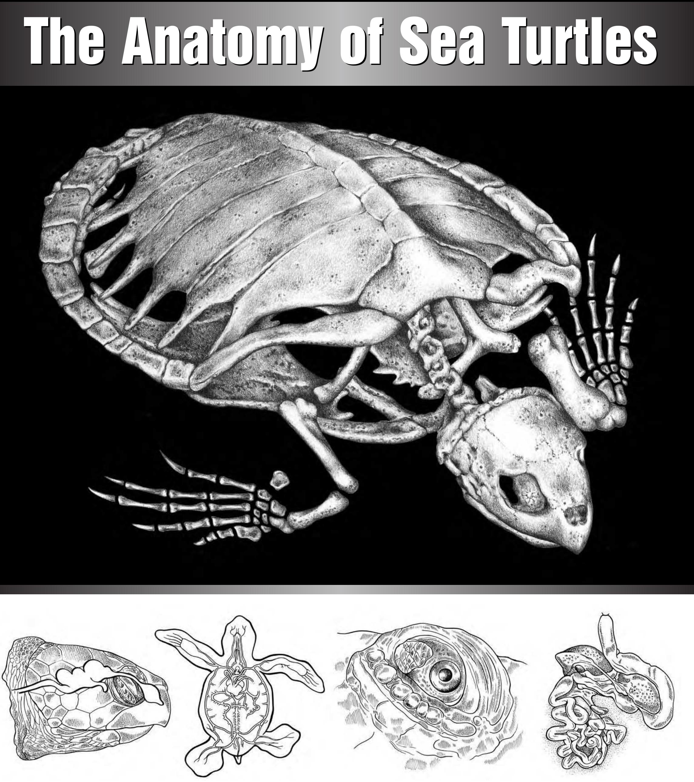 (PDF) The anatomy of sea turtles