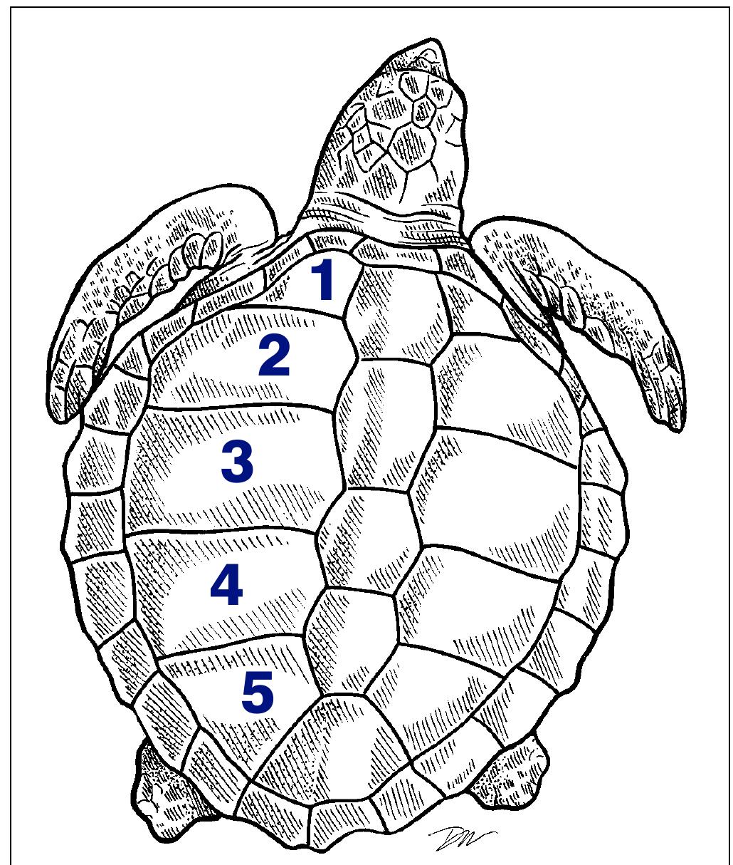 (PDF) The anatomy of sea turtles