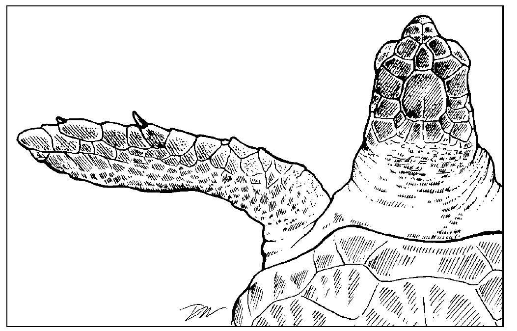 (PDF) The anatomy of sea turtles
