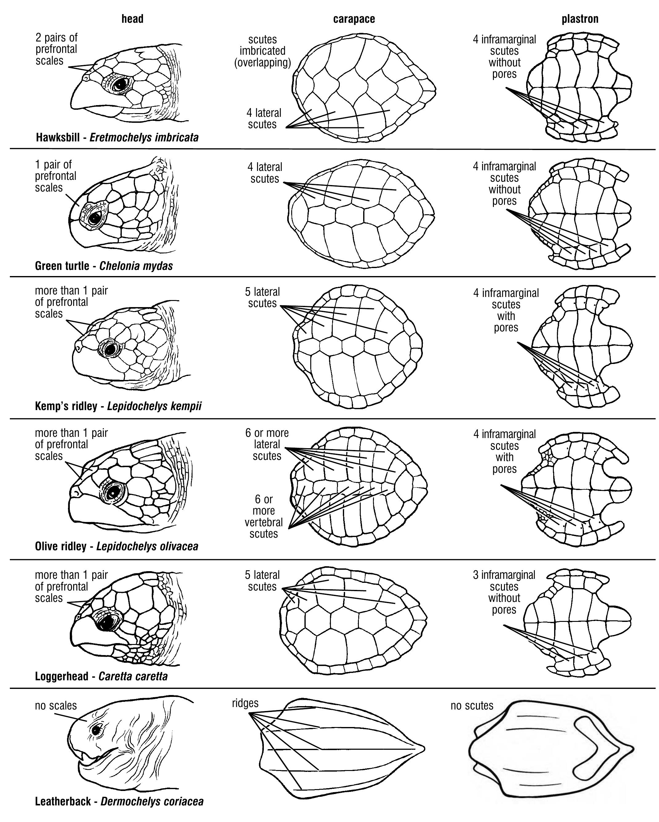 Figure 11 - The anatomy of sea turtles