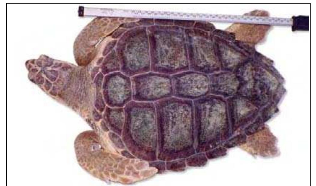 (PDF) The anatomy of sea turtles