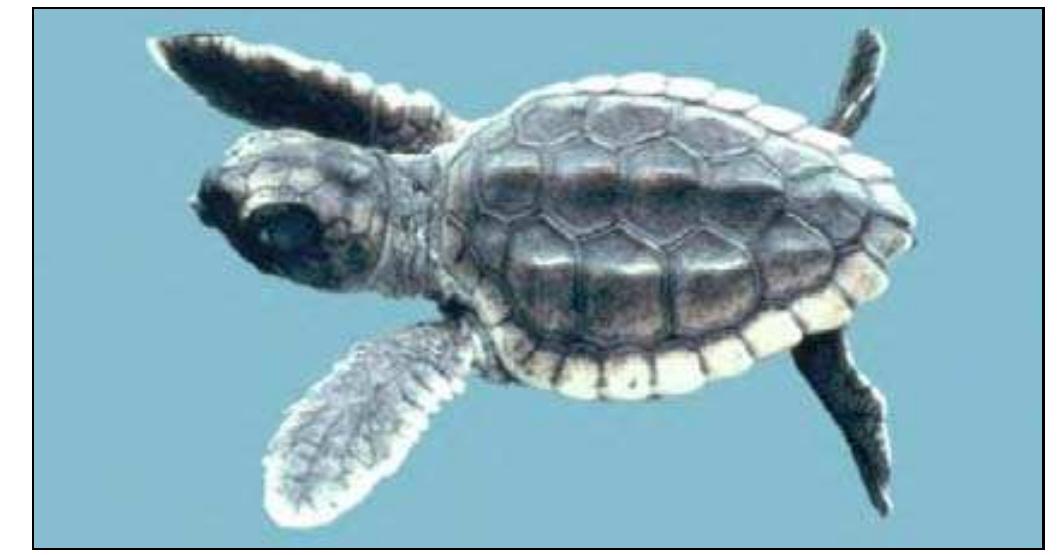 (PDF) The anatomy of sea turtles