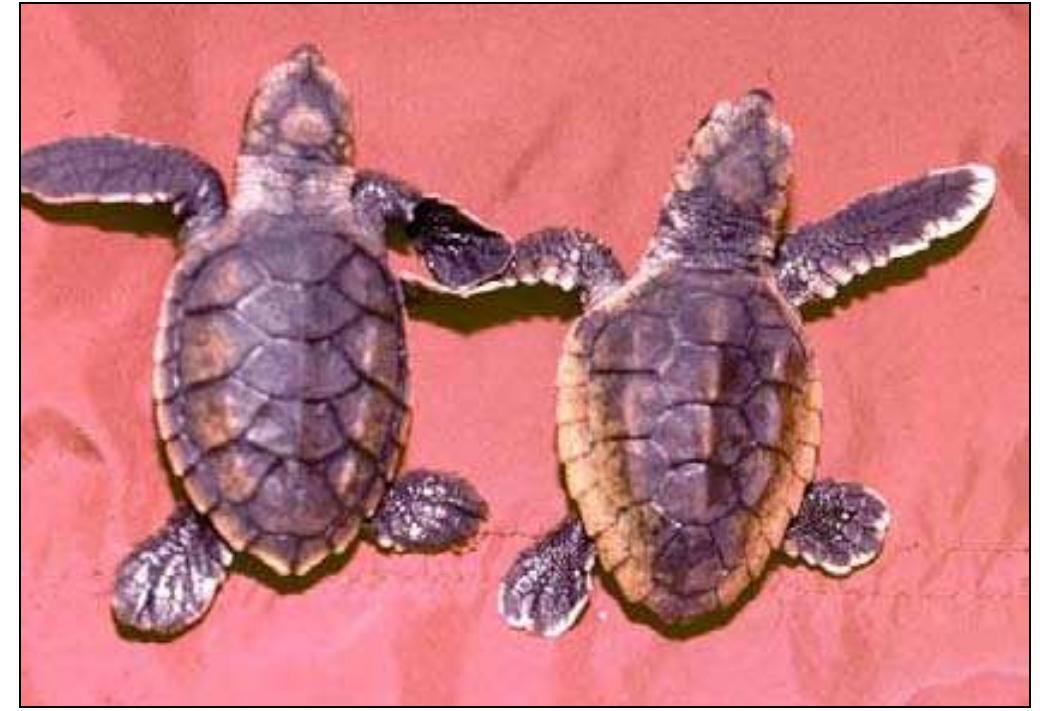 Figure 23 - The anatomy of sea turtles