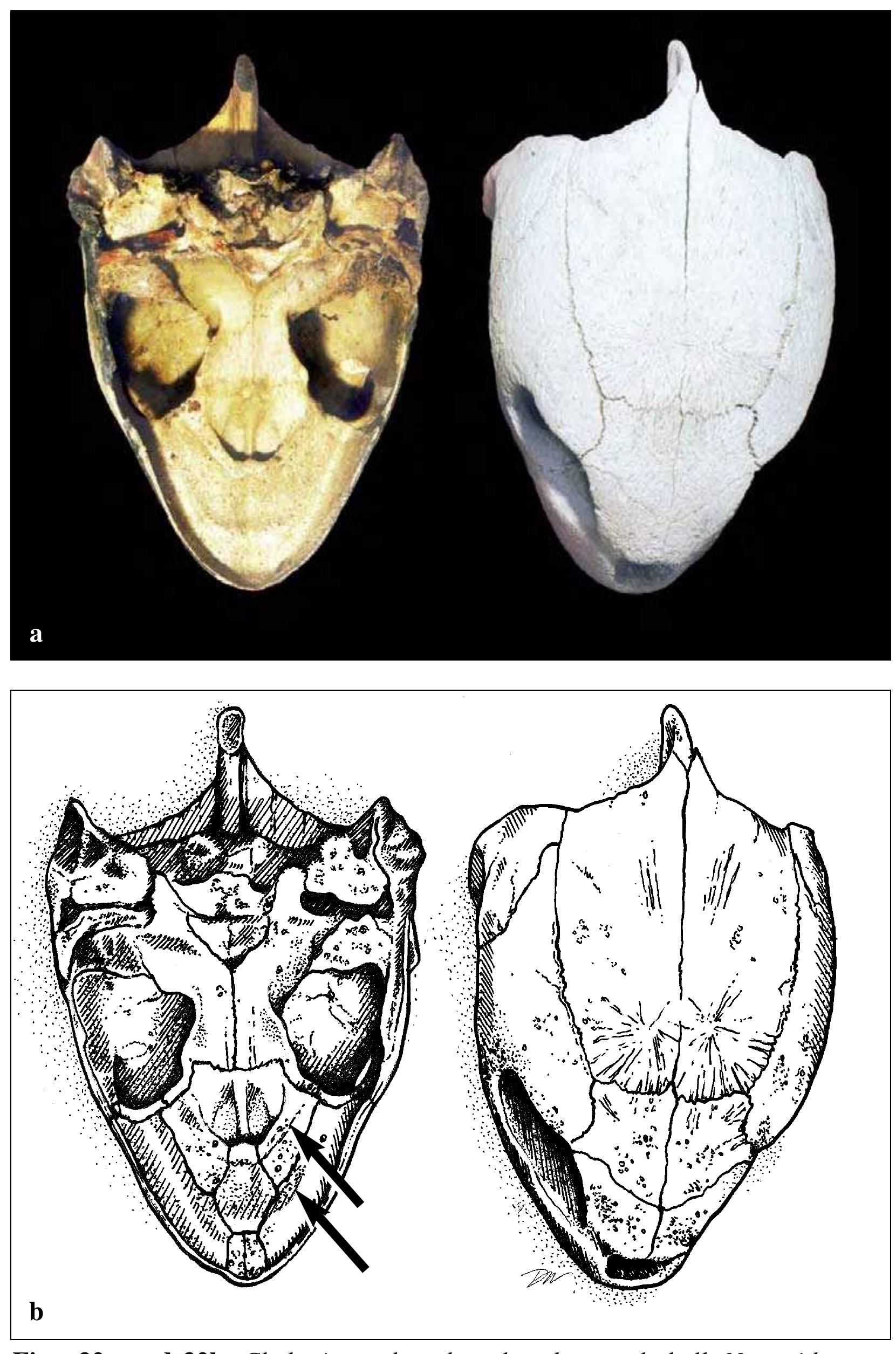Figure 33 - The anatomy of sea turtles