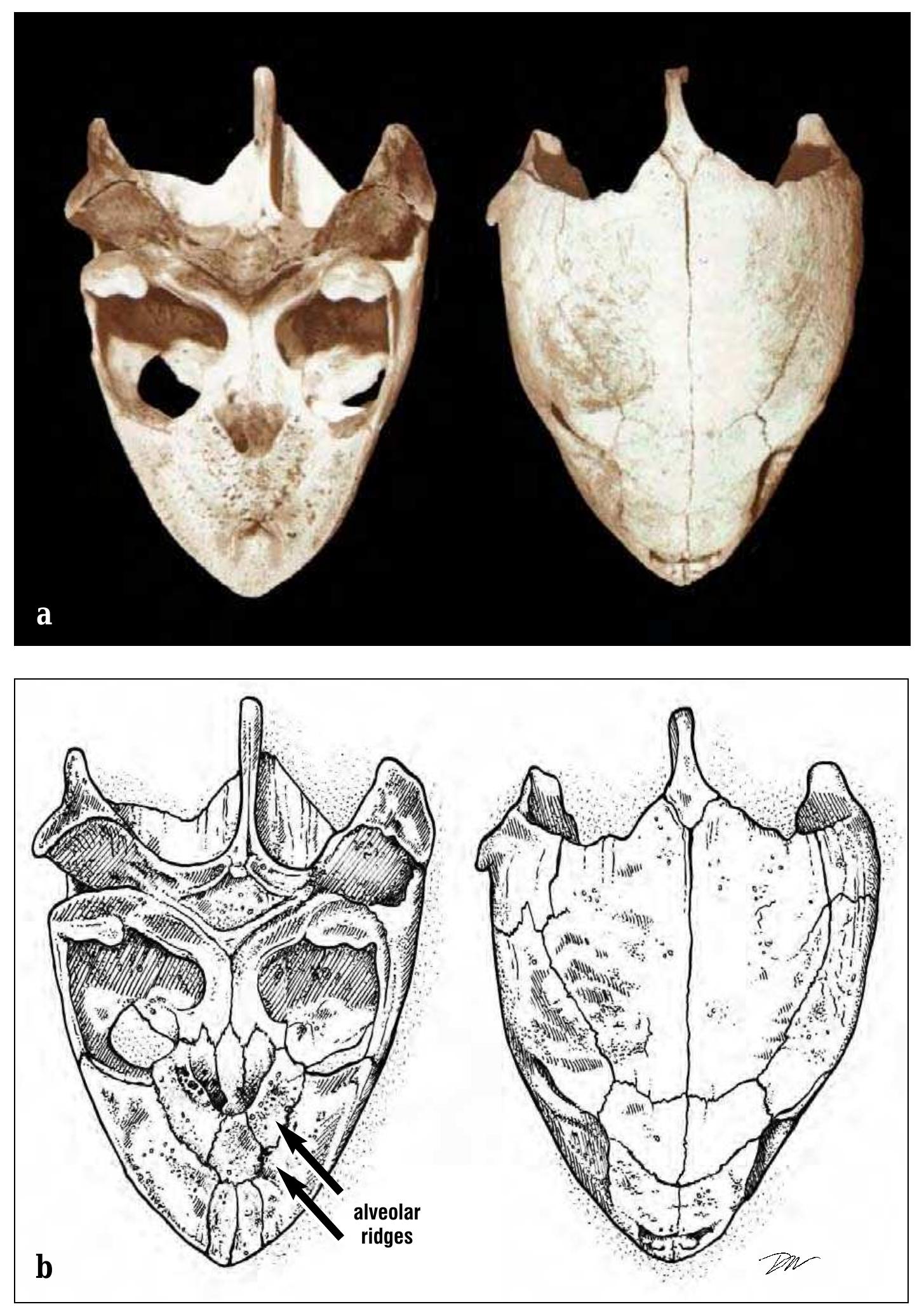 Lepidochelys kempii (fig. 36). the skull is similar in