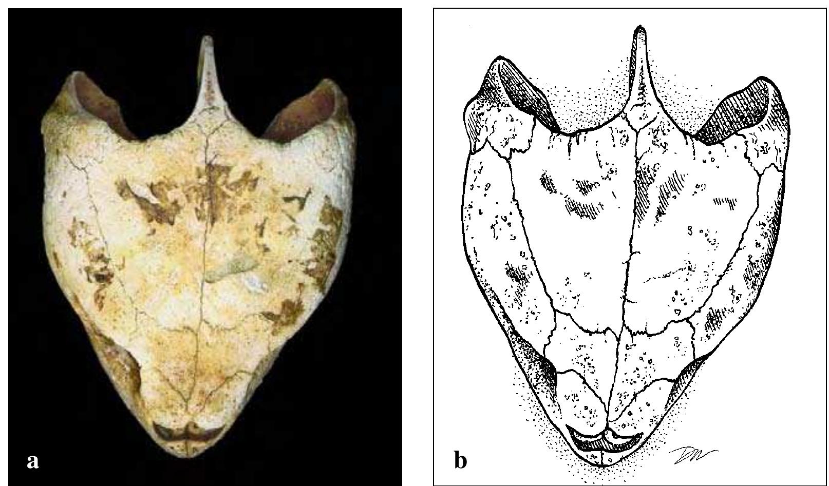 S. 37a and 37b. lepidochelys olivacea, dorsal skull v. the