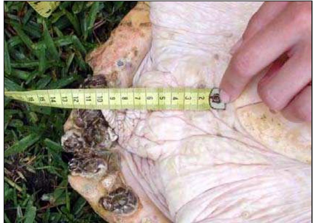 Figure 67 - The anatomy of sea turtles