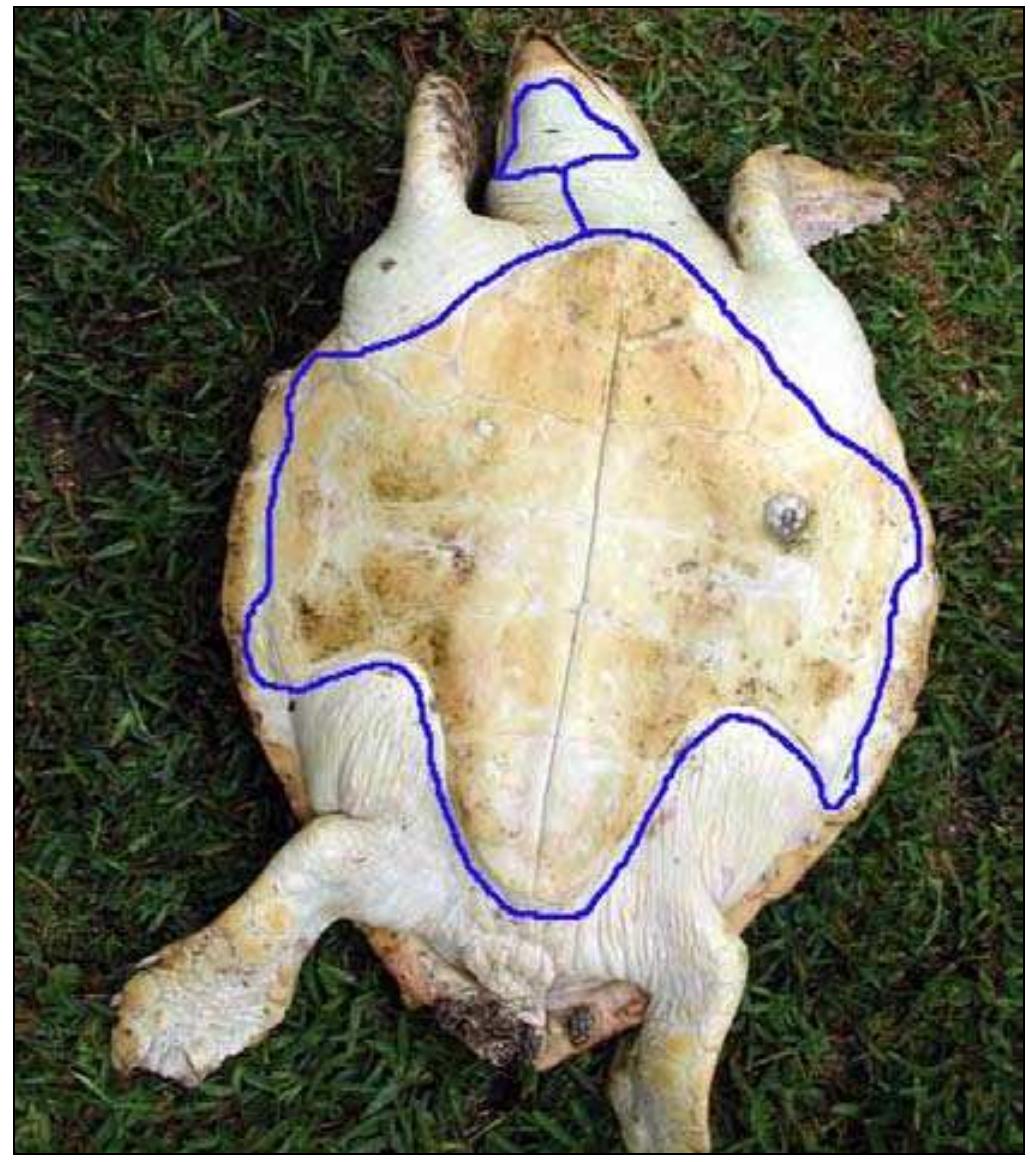 (PDF) The anatomy of sea turtles