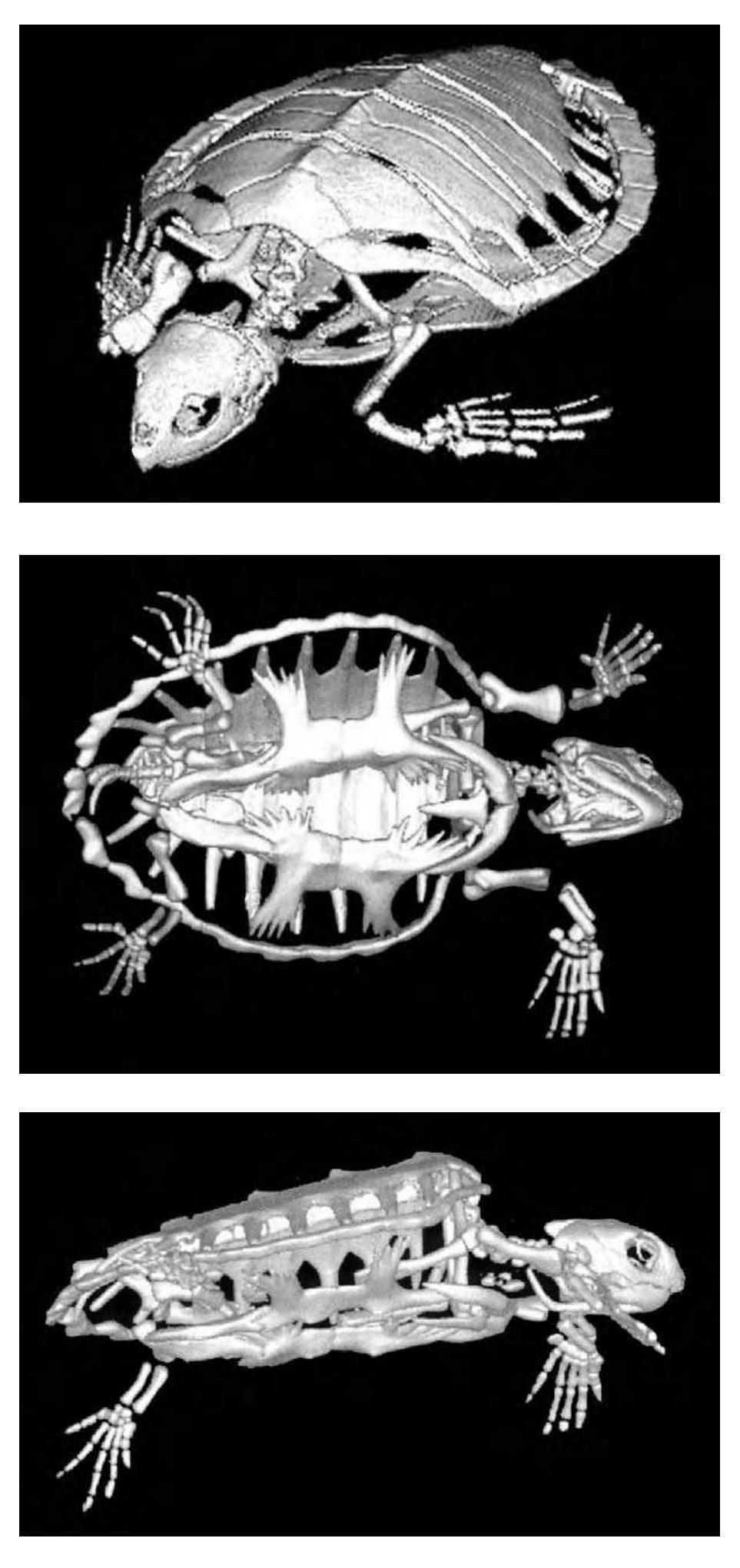 (PDF) The anatomy of sea turtles