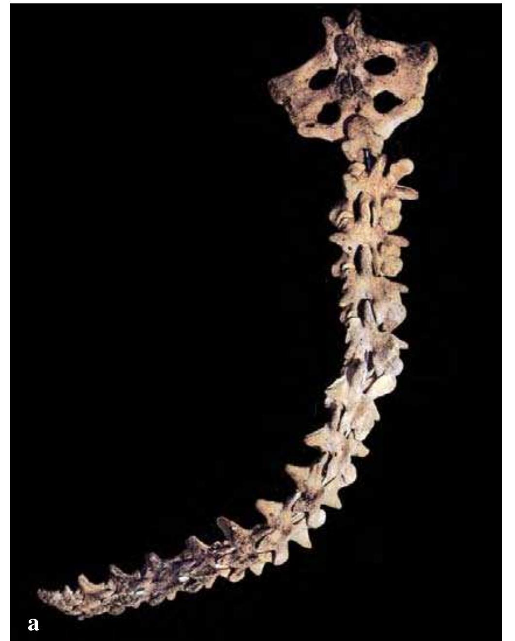 (PDF) The anatomy of sea turtles