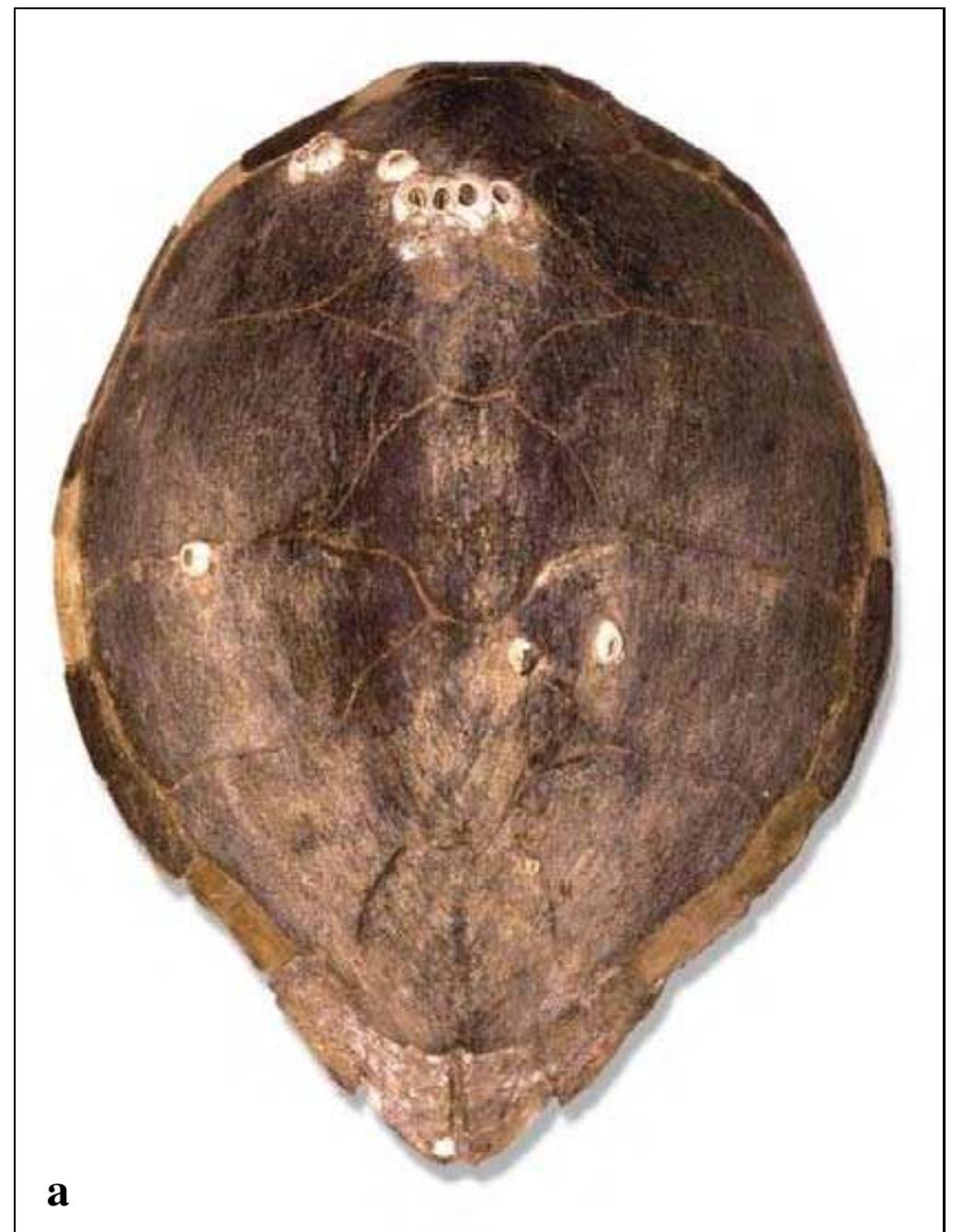 S. 94a and 94b. the scutes are keratinous epidermal