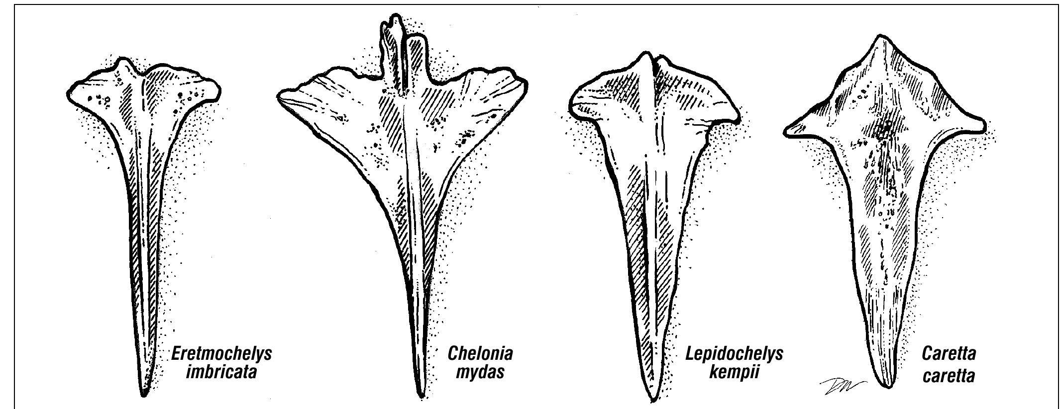 The distinct shape of the entoplastron bones may serve as a