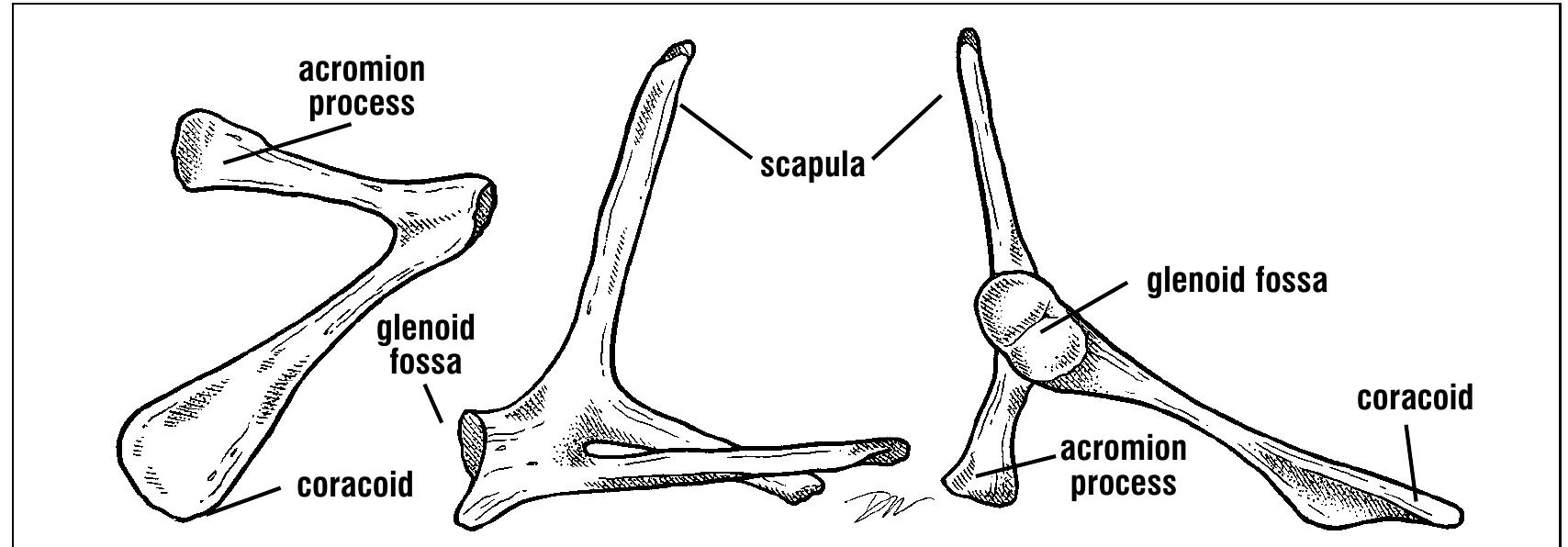 The pectoral girdle, (left to right) in ventral, posterior,
