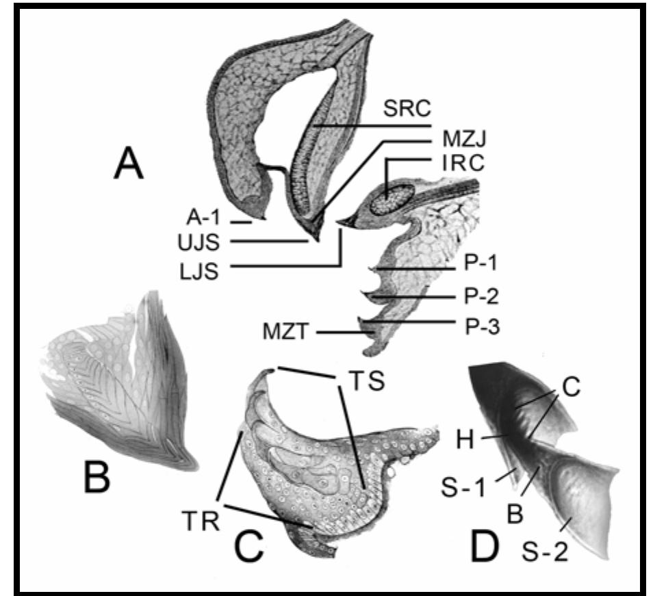 (a) sagittal histological section of an oral apparatus