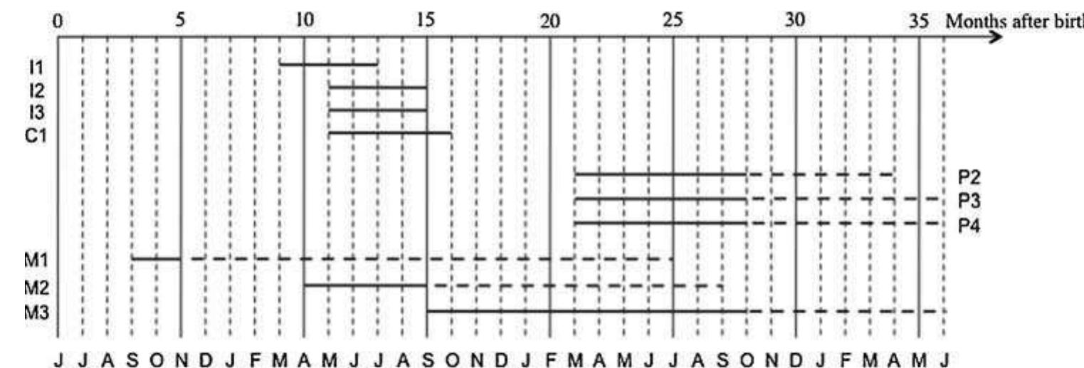 Schematic diagram of the chronology of eruption of tooth