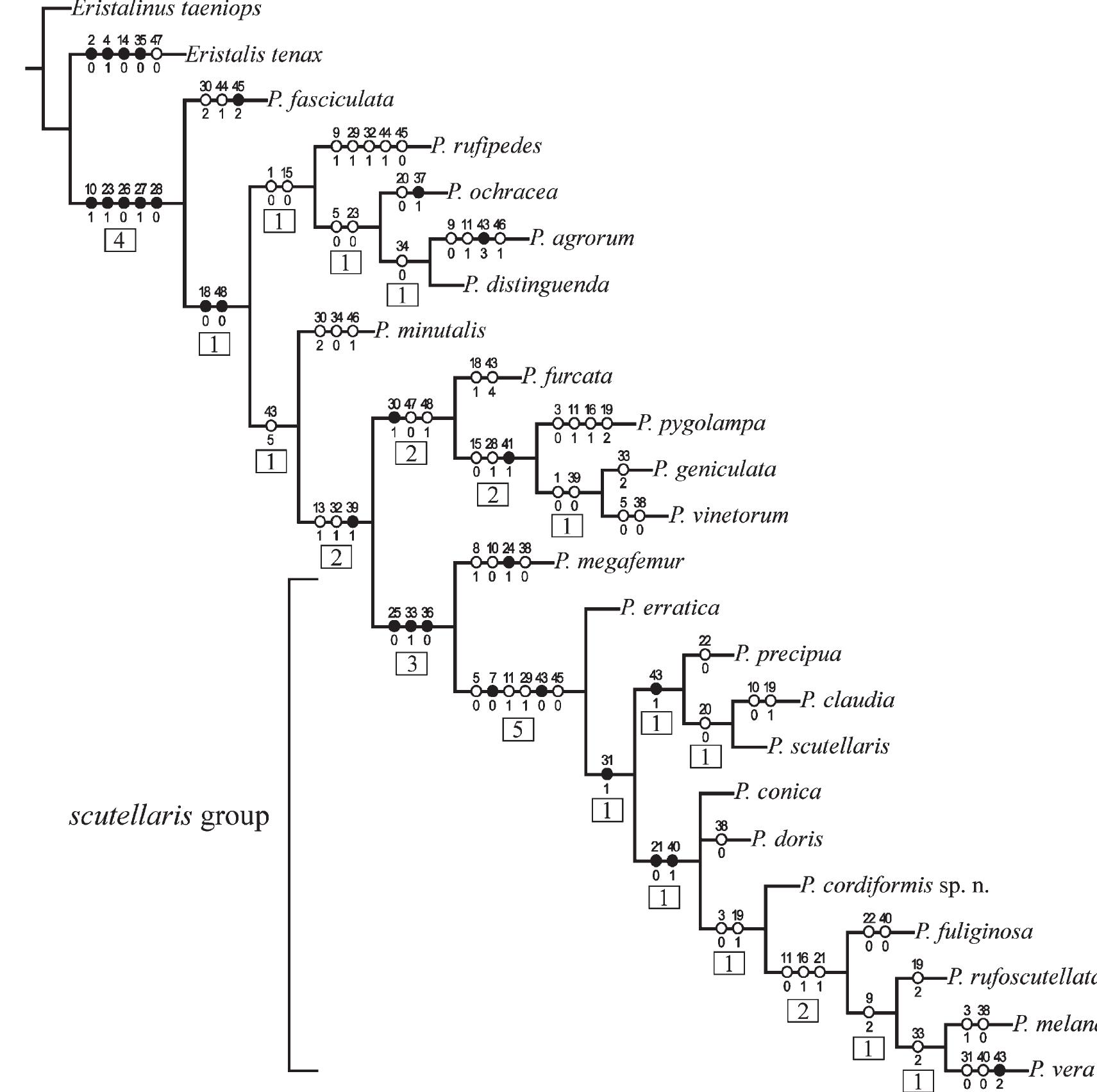 Cladogram showing relationships among species of palpada