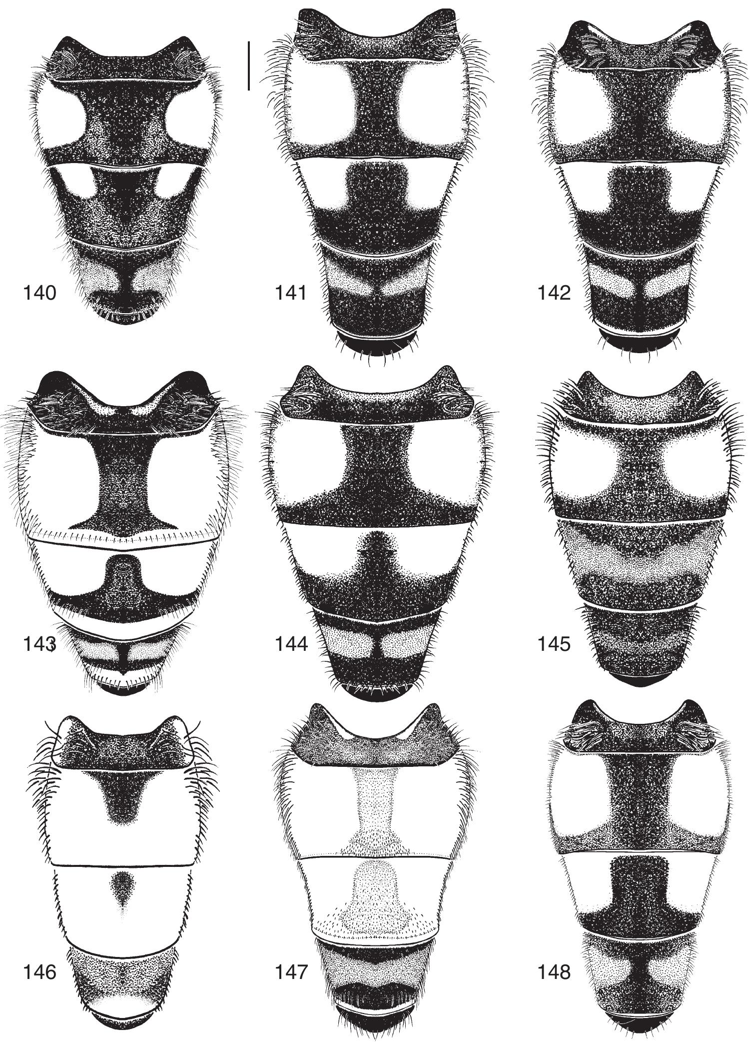 S 140-148. abdomen, male, dorsal view: (140) palpada