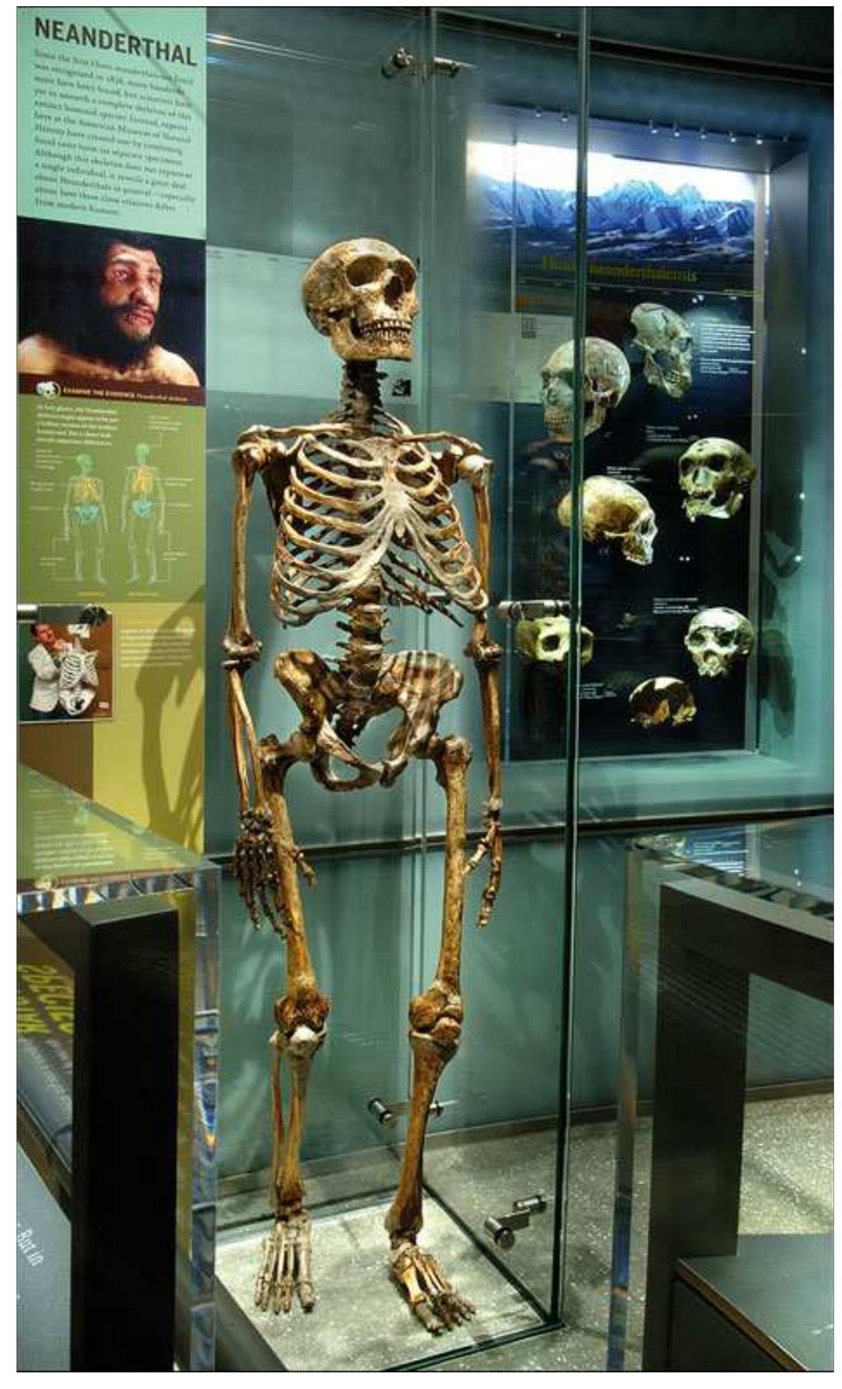 Photo 6. a fully articulated reconstruction of a complete