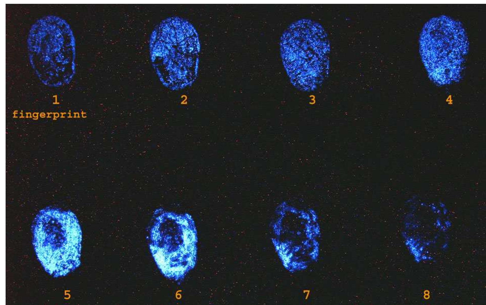 Photo 24. the luminol-processed fingerprints in photo 23.