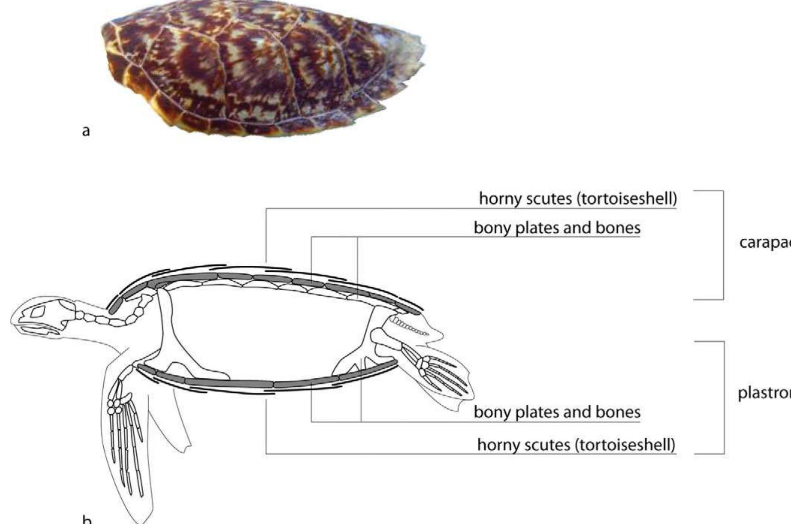 Diagram of a typical hawksbill sea turtle, illustrating: a)