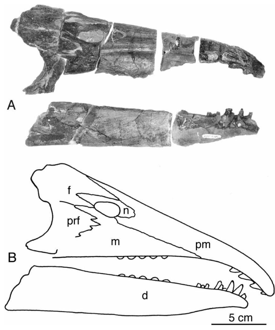The rostrum of thalattosaurus alexandrae. (a) holotype (ucmp