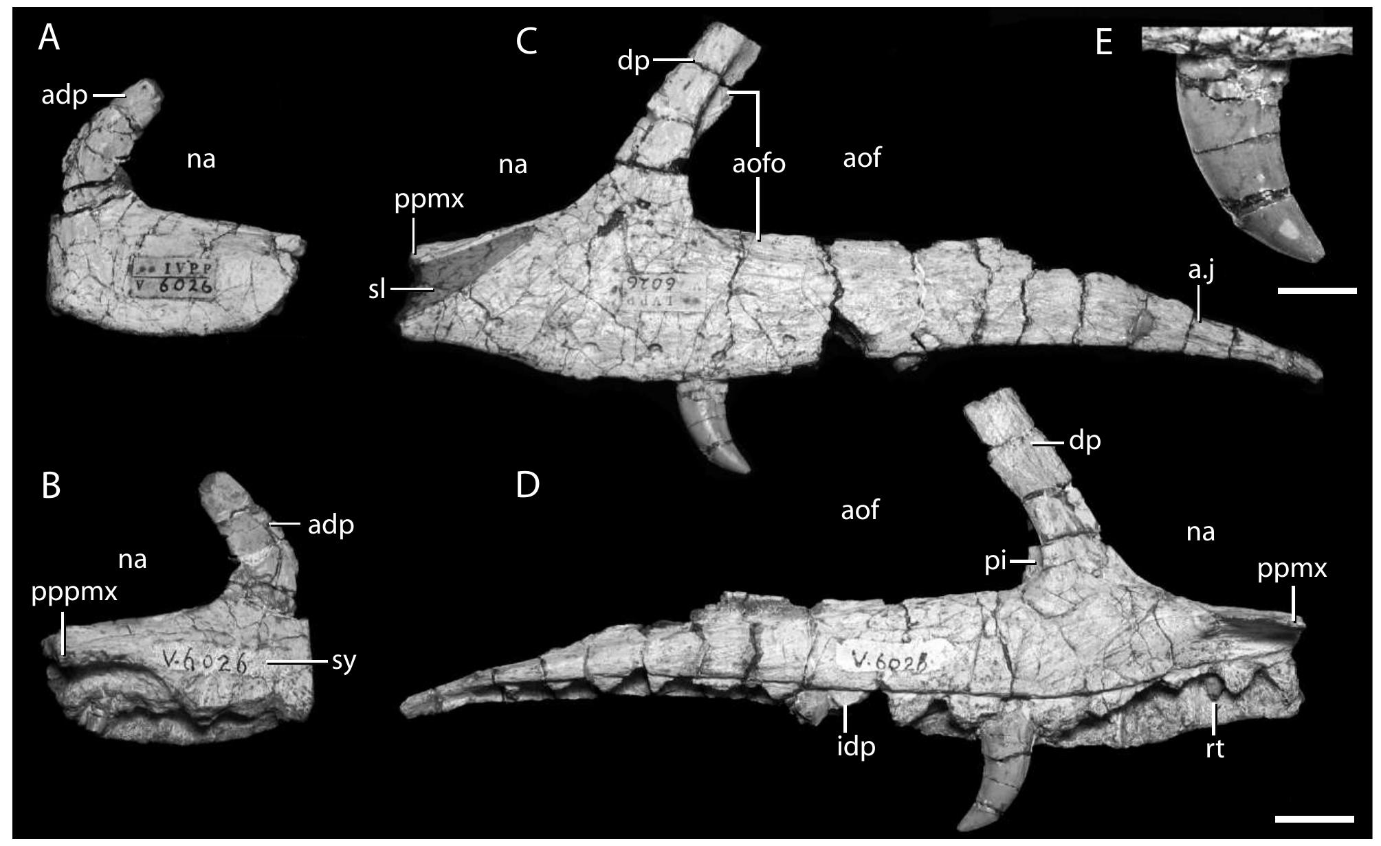 Skull elements of xilousuchus sapingensis (ivpp v6026). left