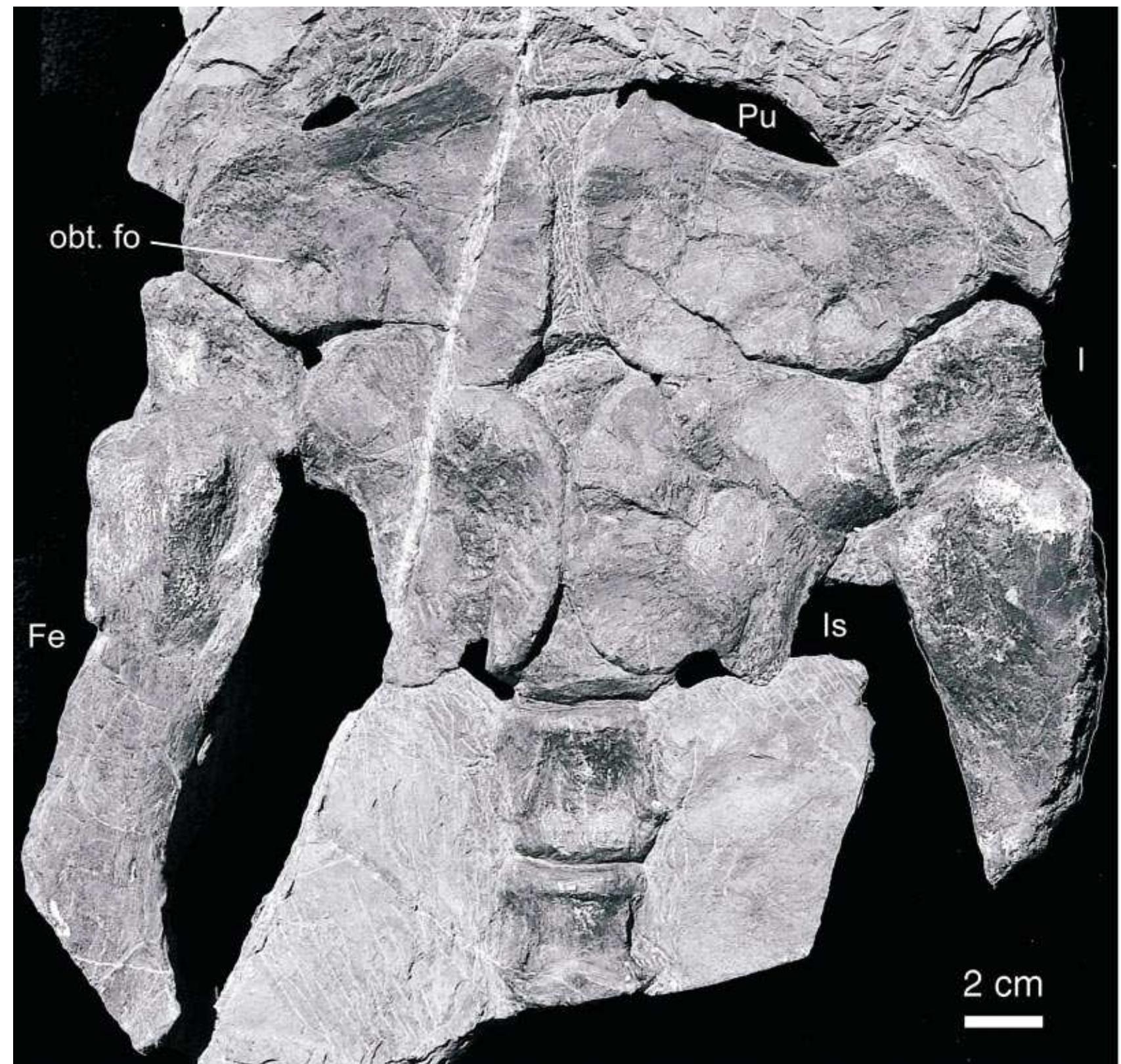 Anshunsaurus huangguoshuensis, pelvic girdle in situ in
