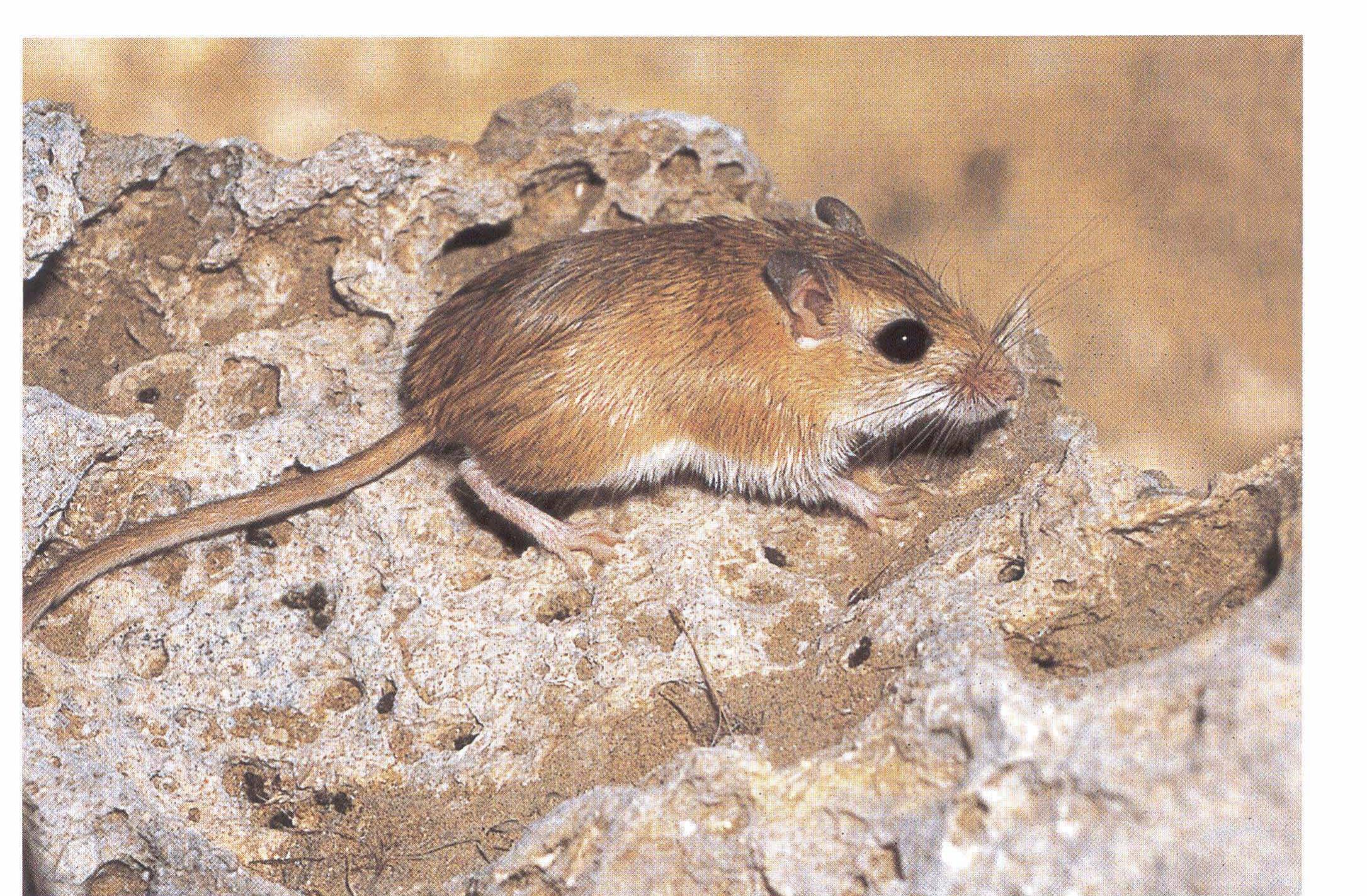 Wagner's gerbil gerbillus dasyurus -a prey species of rocky