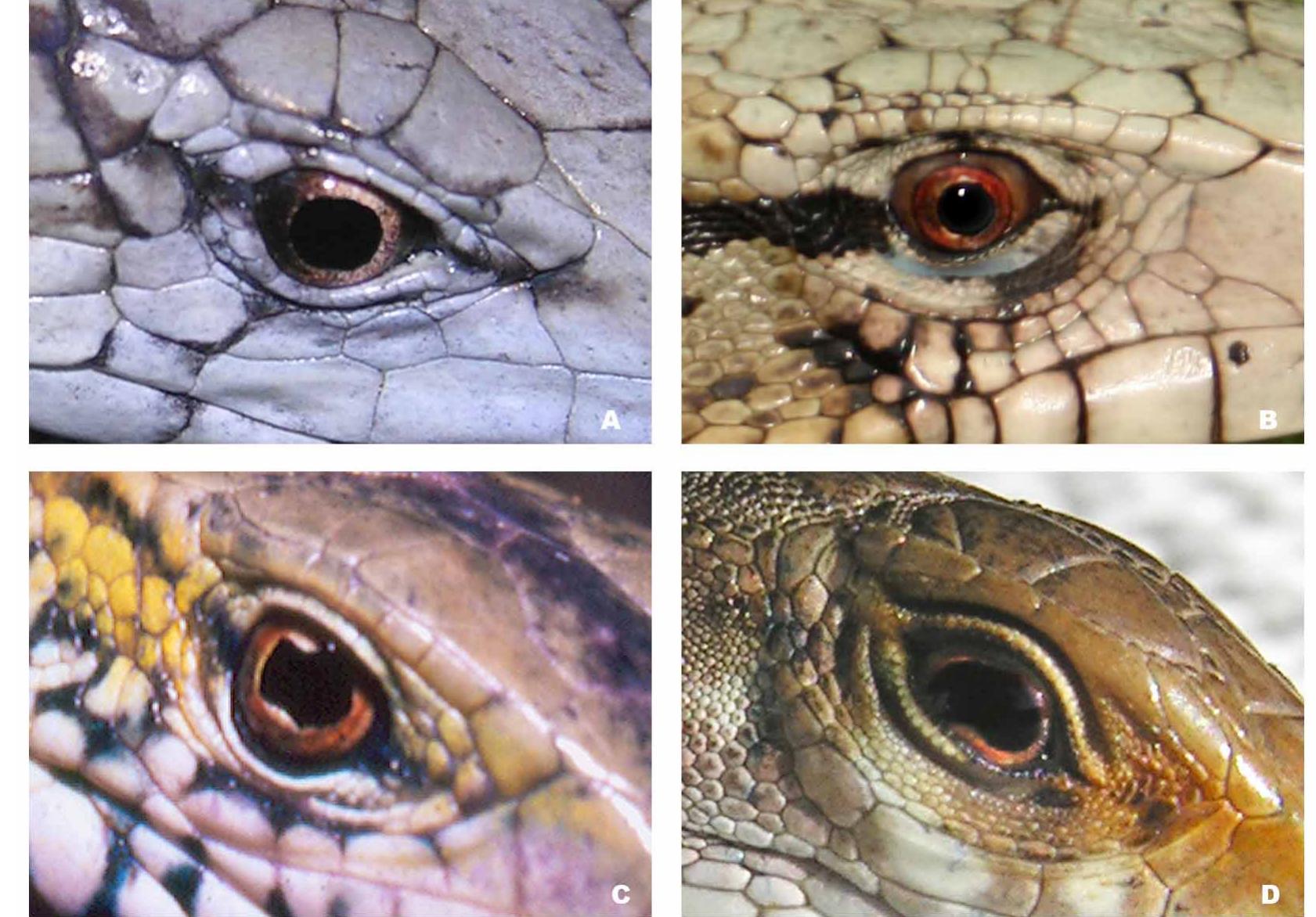 Pupil (character 5) of anadia marmorata from near el