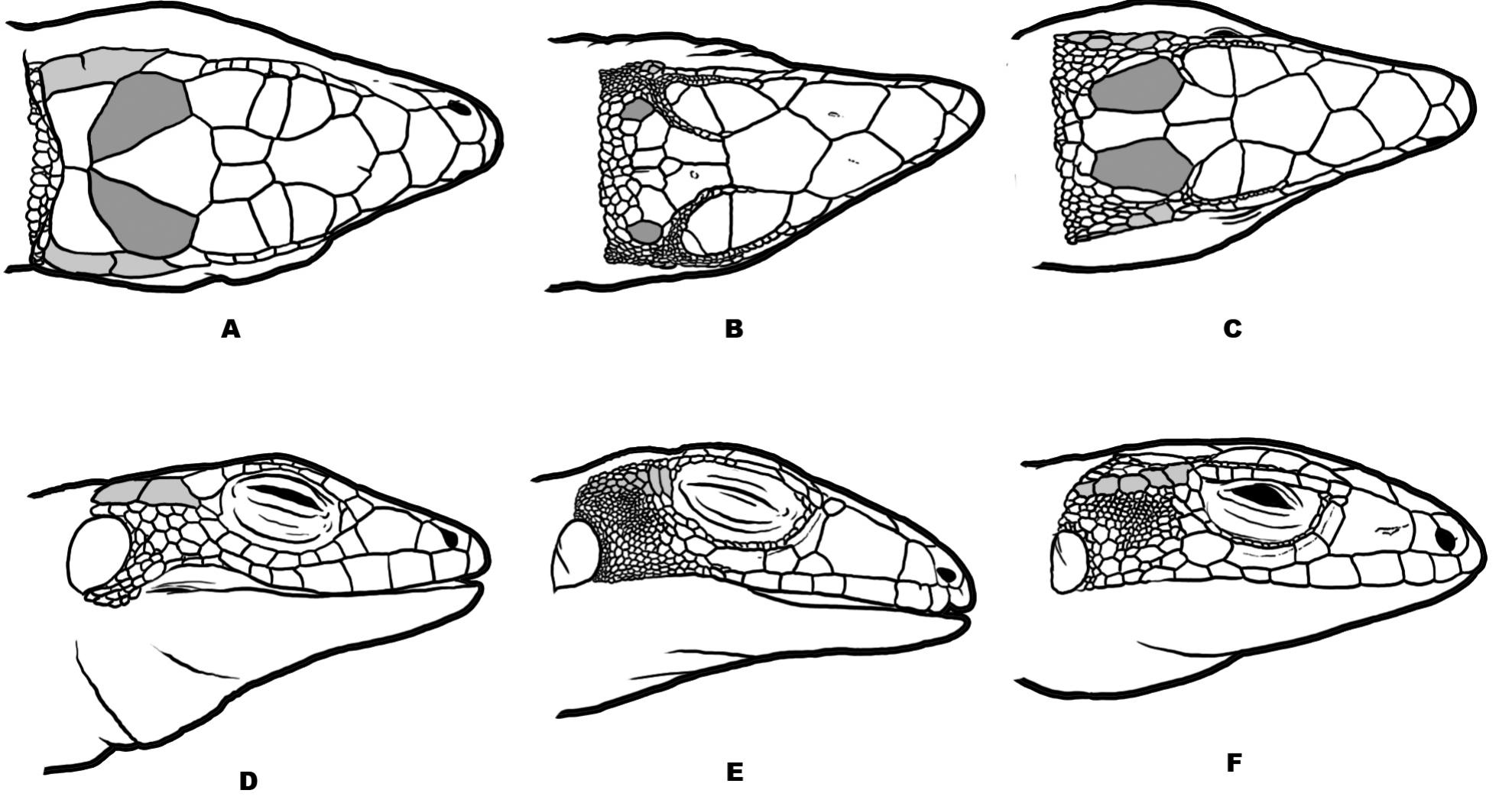 Dorsal and lateral views of head showing condition of