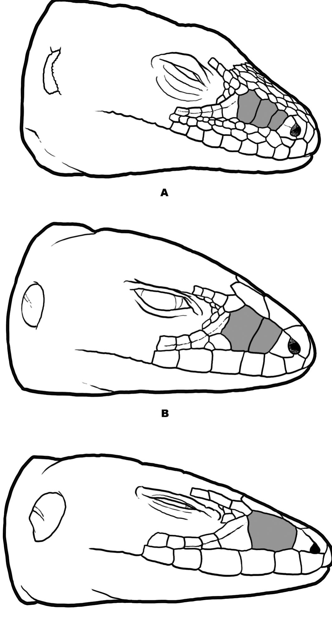 Figure 11 - Review of Teiid Morphology with a Revised