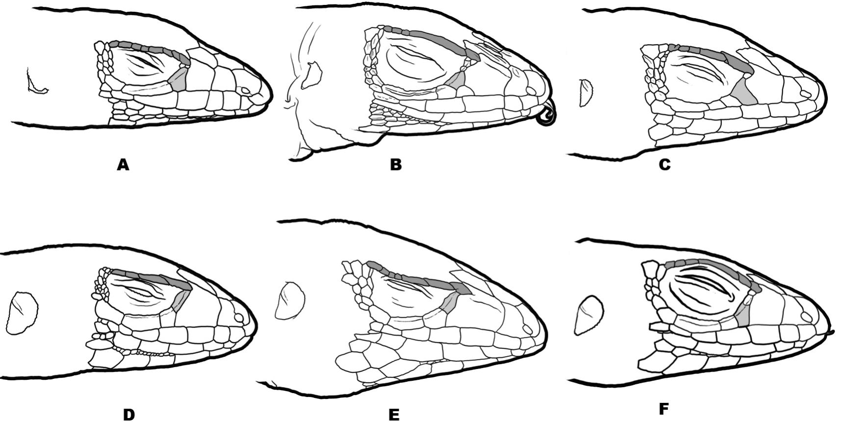 Contact between first subocular and supraciliary and pattern