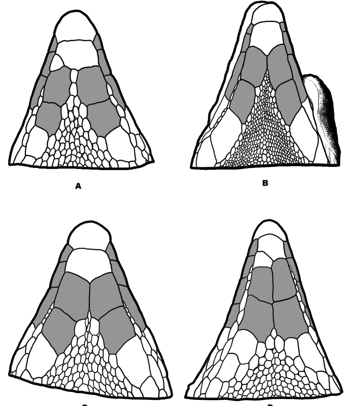 Morphology of the chin, showing medial contact between