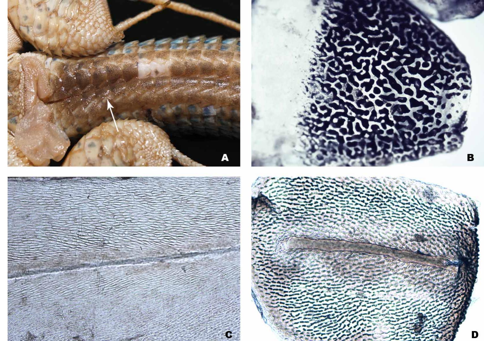 Generation glands (character 112) on ventral body and tail