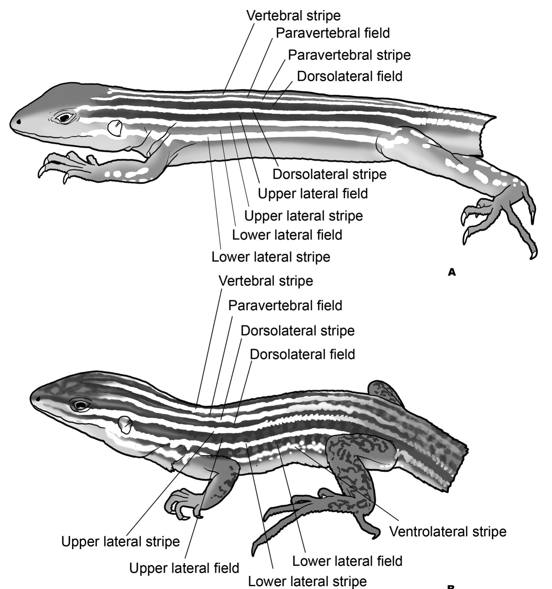 Nomenclature of dorsal stripes (characters 114-118 and 120)