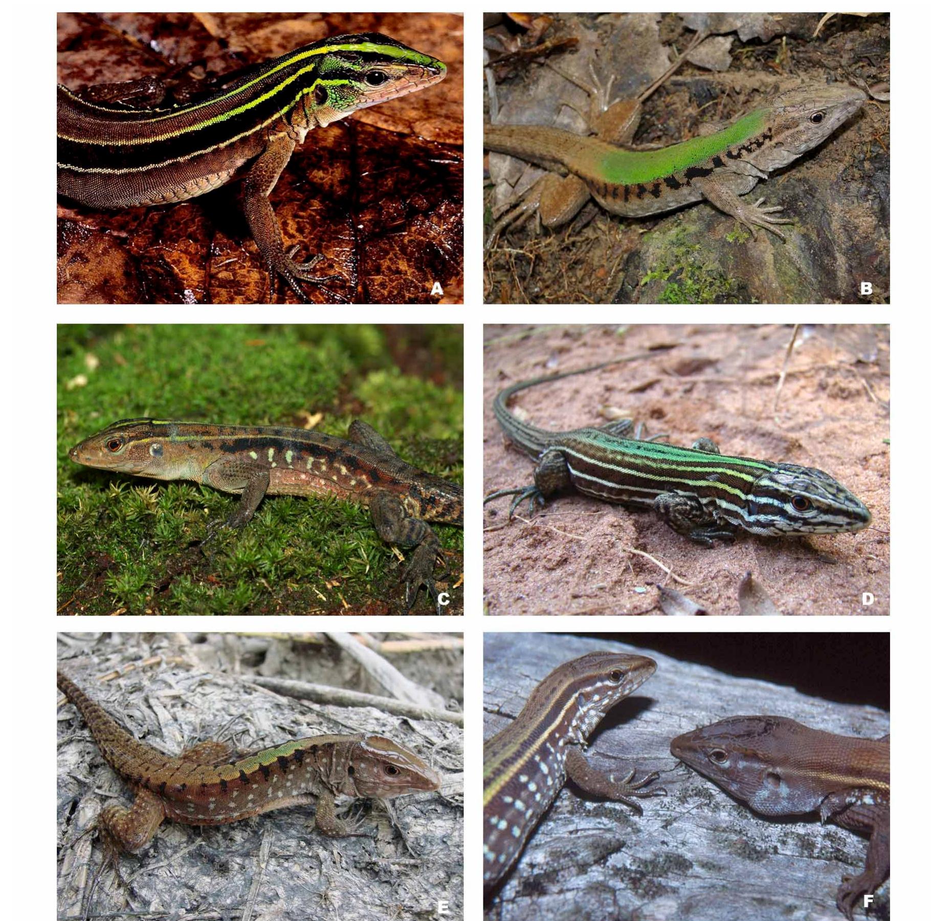 Adult kentropyx altamazonica from iquitos, peru (a, photo by