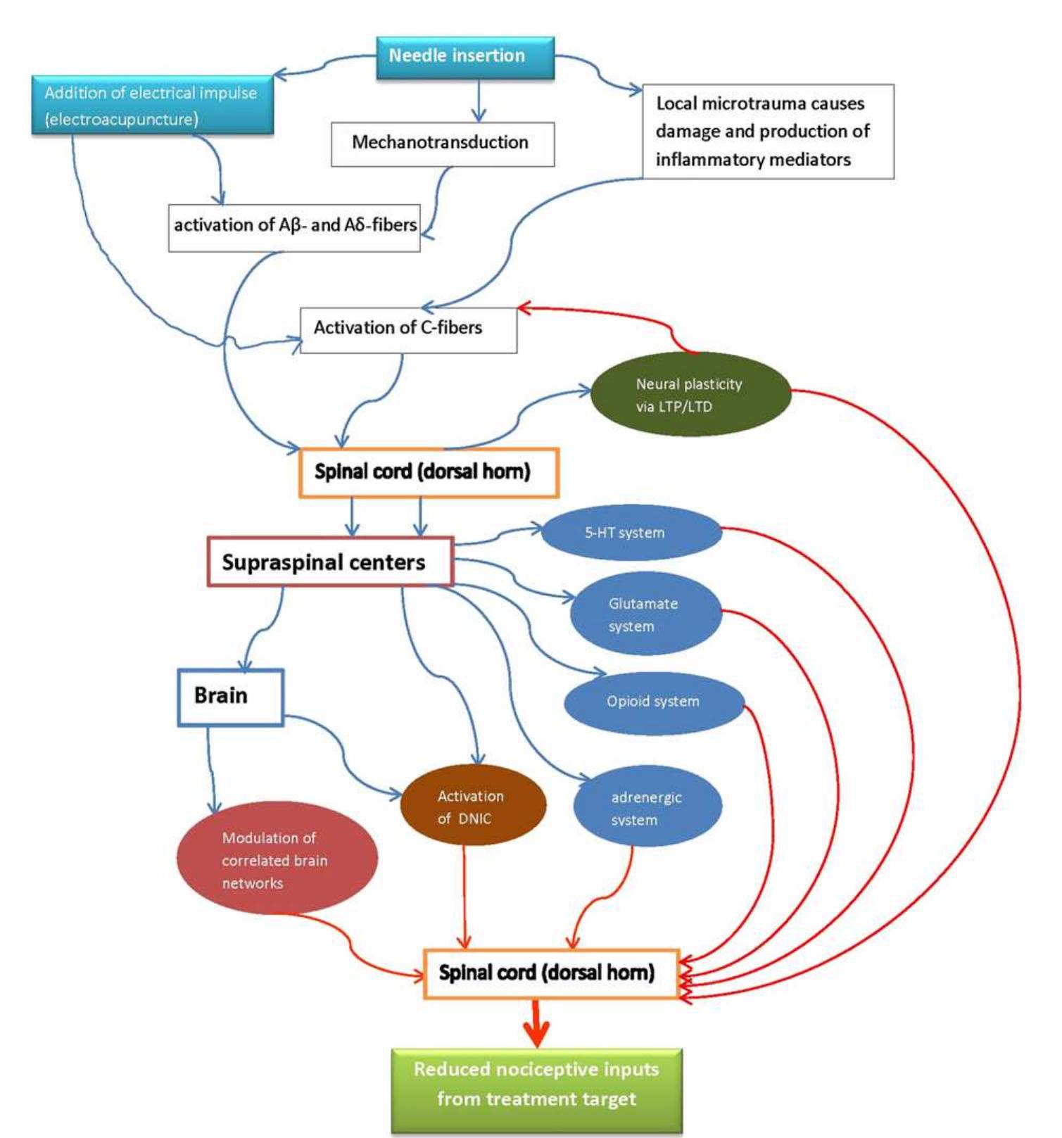 Figure 4 - from Neurophysiological basis of