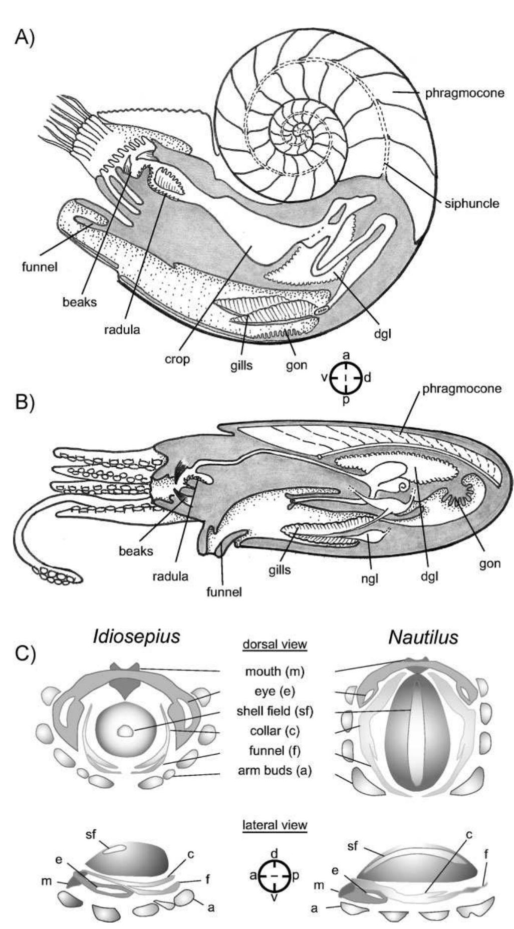 N extant cephalopods the body axes of the adult stages are