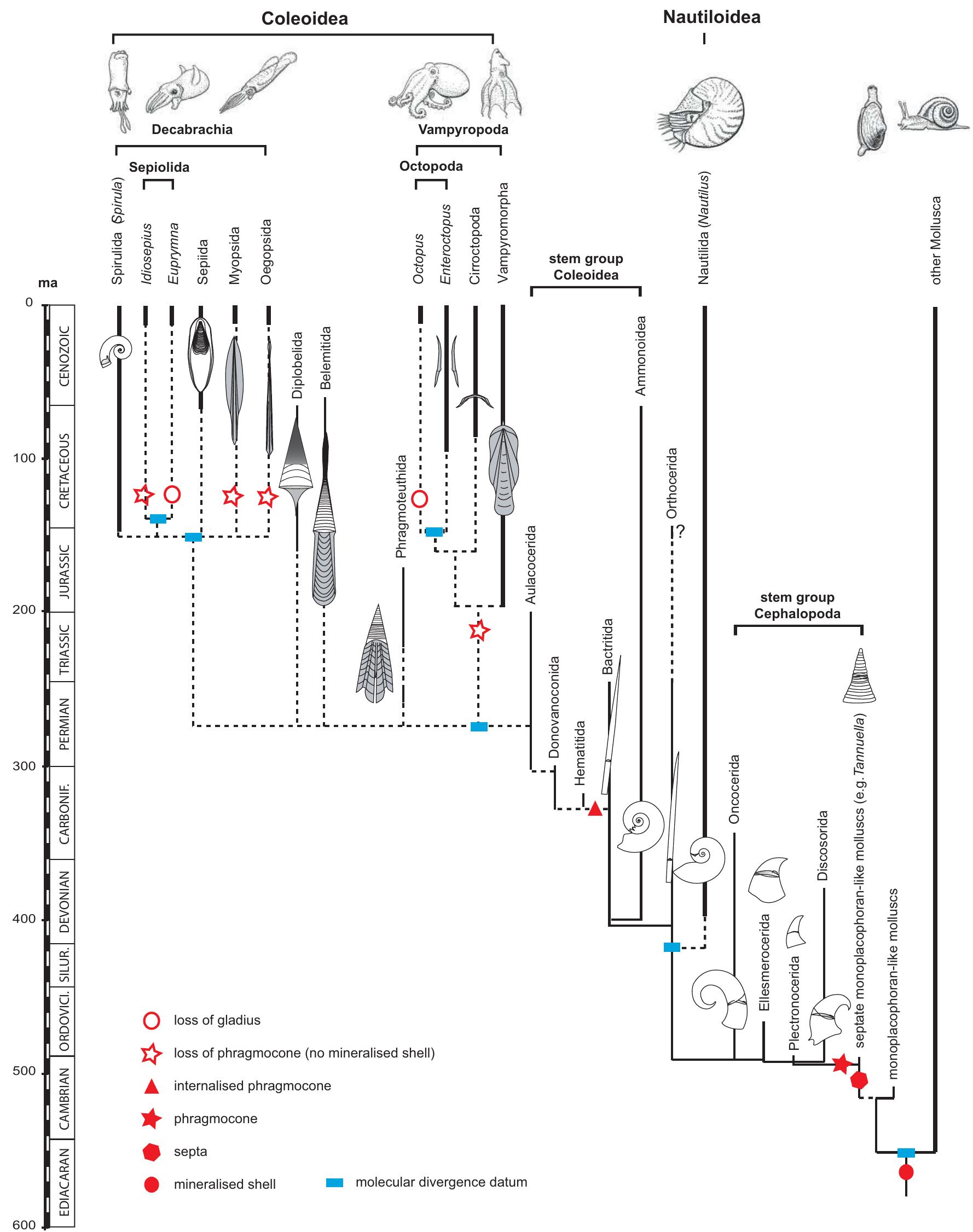 A molecularly calibrated time-tree of cephalopod evolution.