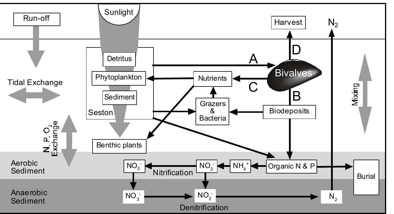2.1. conceptual diagram of shellfish (bivalve) aquaculture